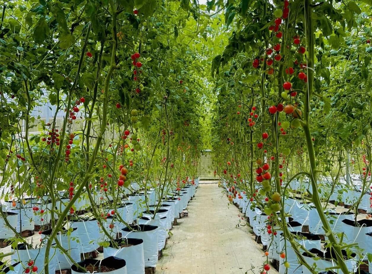 BB FARM TRANG TRẠI DÂU TUOI VÀ RAU THỦY CANH