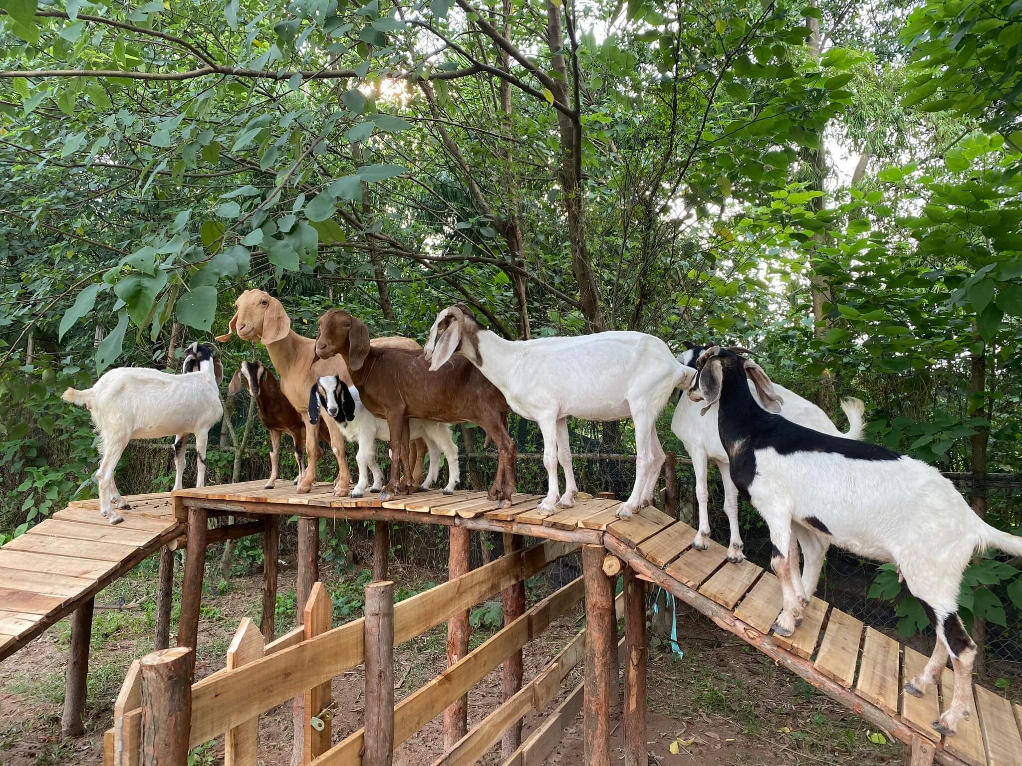 Tận Hưởng Trải Nghiệm Glamping Tại TreeFarm Coffee & Glamping | GLAMPTRIP